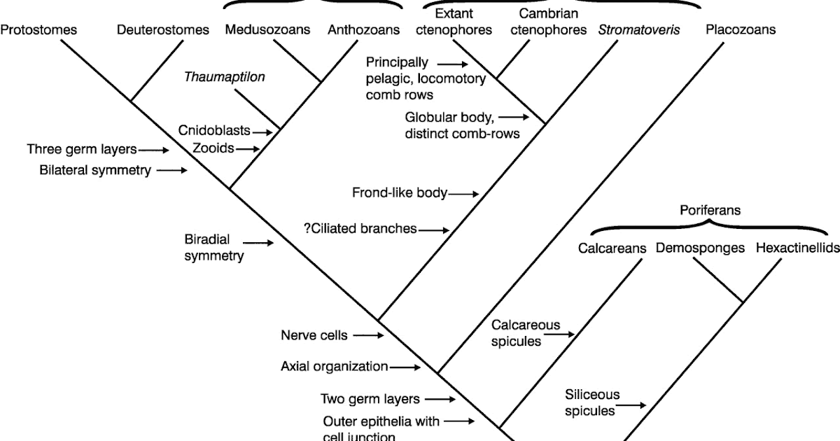 Rapid Uplift: New Metazoan Tree of Life