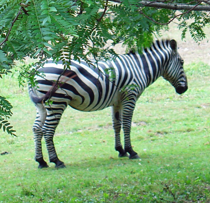 Leigh and Abram's Clan: Rachel's 9th Birthday