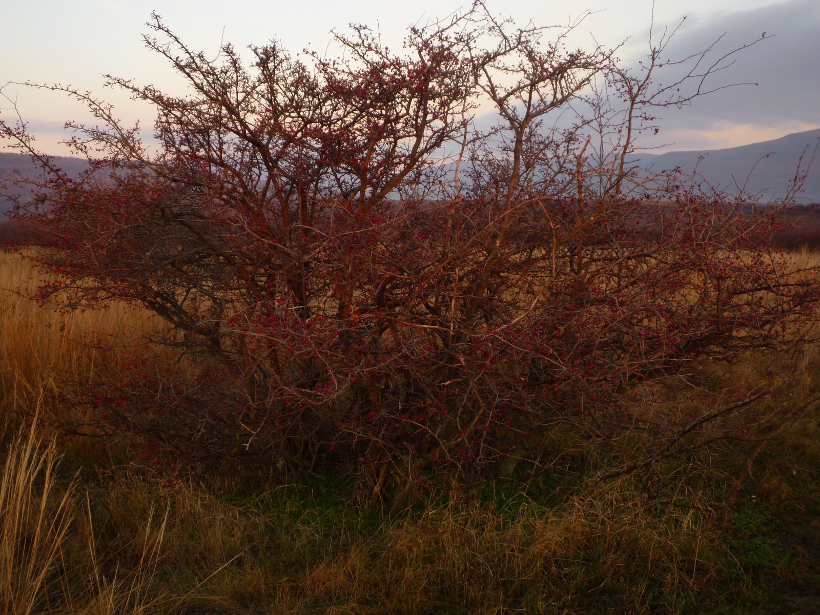 CHEEKYBEADS.....: Őszi éjjel izzik a galagonya.........