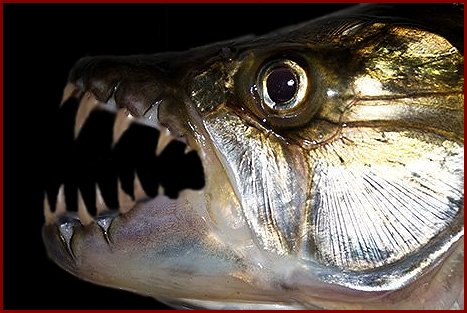 OS BARDINOS: O PEIXE-MONSTRO DE PAÇO DE ARCOS