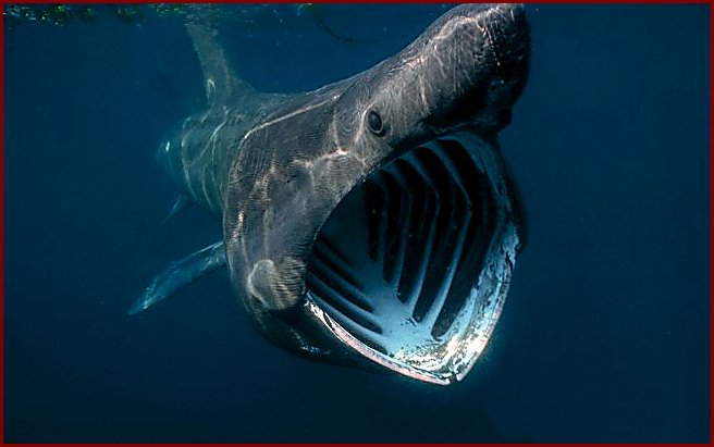 OS BARDINOS: O PEIXE-MONSTRO DE PAÇO DE ARCOS