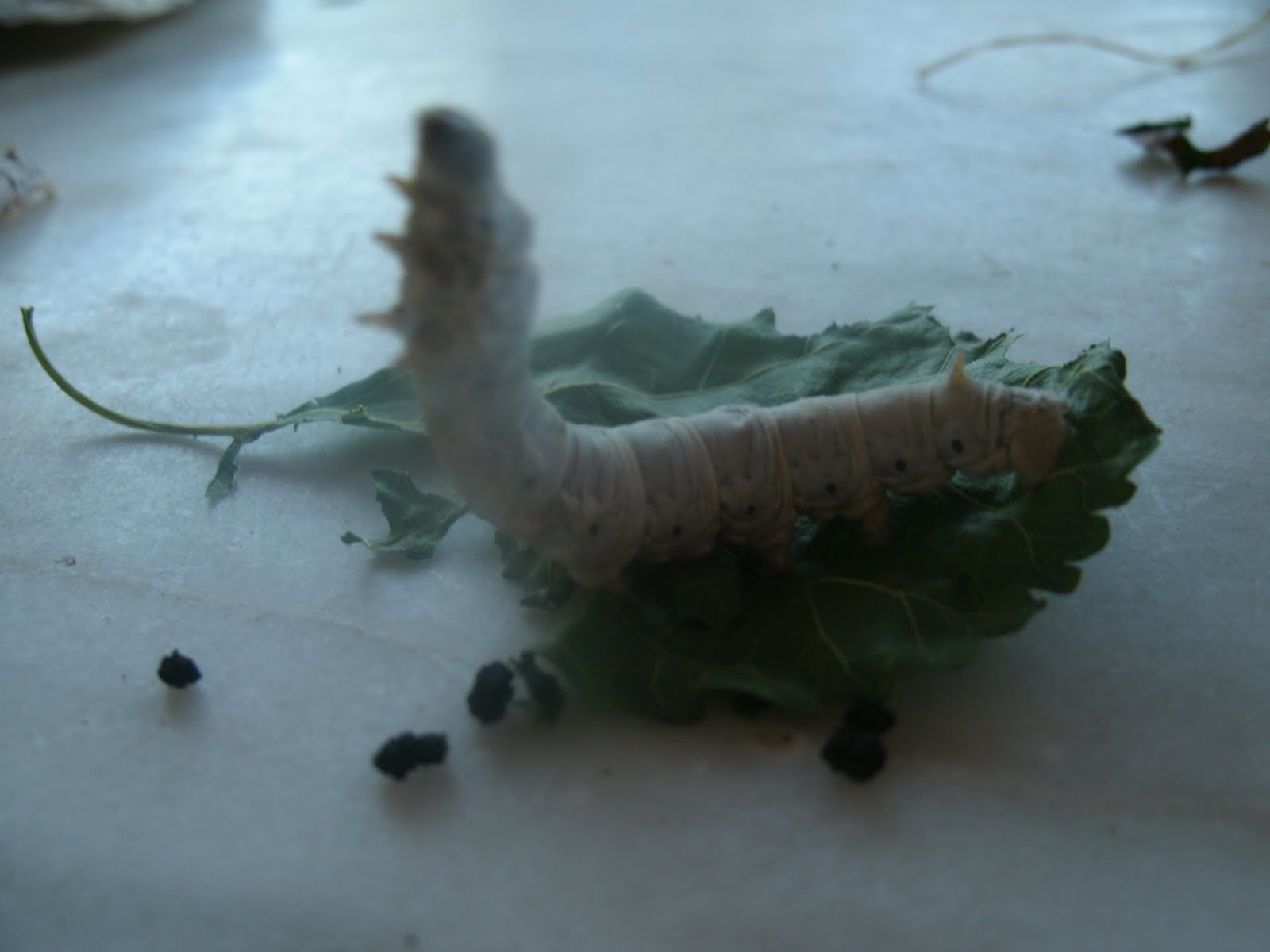 Fotografianimal: Bicho da seda