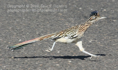 Birds Of The Texas Panhandle: Roadrunner