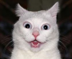 The Startling Truth About Being Startled! - Rebuilding Wellness | Sue ...