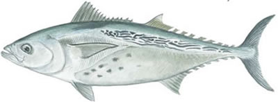 Fish Identification: Little Tunny (Euthynnus alletteratus)