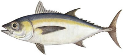 Fish Identification: Blackfin Tuna (Thunnus atlanticus)