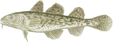 Fish Identification: Atlantic Tomcod (Microgadus tomcod)