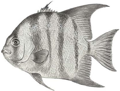 Fish Identification: Spadefish