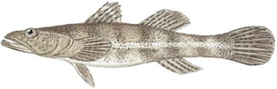 Fish Identification: Sleepers