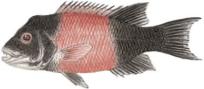 Fish Identification: California Sheephead (Semicossyphus pulcher)