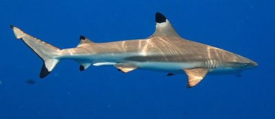 Fish Identification: Sharks