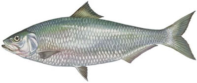 Fish Identification: Alabama Shad (Alosa alabamae)