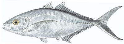 Fish Identification: Bar Jack (Caranx ruber)