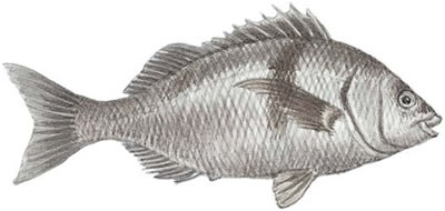 Fish Identification: Sargo (Anisotremus davidsonii)