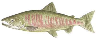 Fish Identification: Chum Salmon (Oncorhynchus keta)