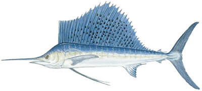Fish Identification: Sailfish (Istiophorus platypterus)