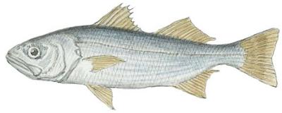 Fish Identification: Queenfish (Croaker)