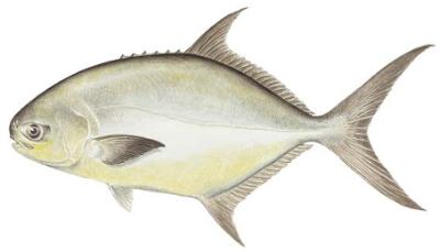 Fish Identification: Florida Pompano (Trachinotus carolinus)