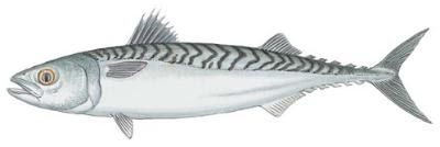 Fish Identification: Atlantic Mackerel (Scomber scombrus)