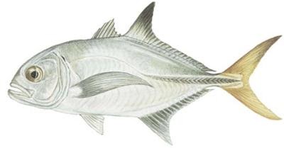 Fish Identification: Horse-eye Jack (Caranx latus)