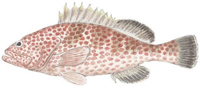 Fish Identification: Red Hind (Epinephelus guttatus)