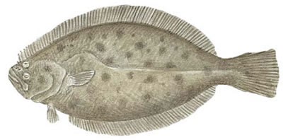 Fish Identification: California Halibut (Paralichthys californicus)