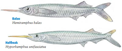 Fish Identification: Halfbeaks and Balao