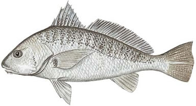 Fish Identification: Atlantic Croaker (Micropogonias undulatus)