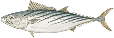 Fish Identification: Pacific Bonito (Sarda chiliensis)