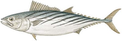 Fish Identification: Pacific Bonito (Sarda chiliensis)