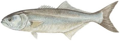 Fish Identification: Bluefish