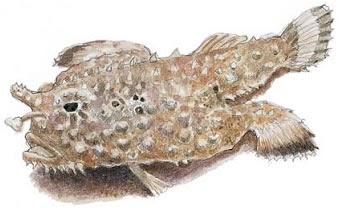 Fish Identification: Batfish