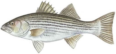 Fish Identification: Striped Bass (Morone saxatilis)