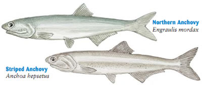 Fish Identification: Anchovies