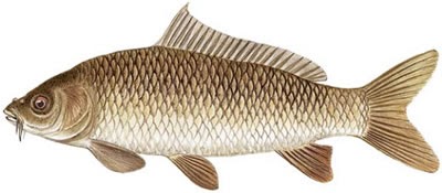 Fish Identification: Common Carp (Cyprinus carpio)