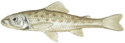 Fish Identification: Trout-Perch (Percopsis omiscomaycus)