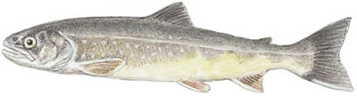 Fish Identification: Sunapee Trout (Salvelinus alpinus oquassa)