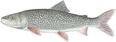 Fish Identification: Lake Trout (Salvelinus namaycush)