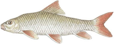 Sucker - Fish Identification