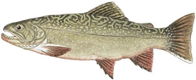 Splake Trout
