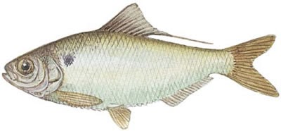 Fish Identification: Threadfin Shad (Dorosoma petenense)