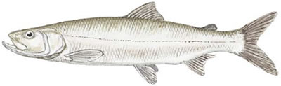 Fish Identification: Inconnu (Stenodus leucichthys)