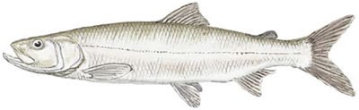 Fish Identification: Inconnu (Stenodus leucichthys)