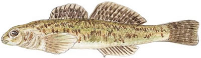 Fish Identification: Darters