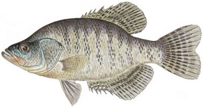 Fish Identification: White Crappie (Pomoxis annularus)