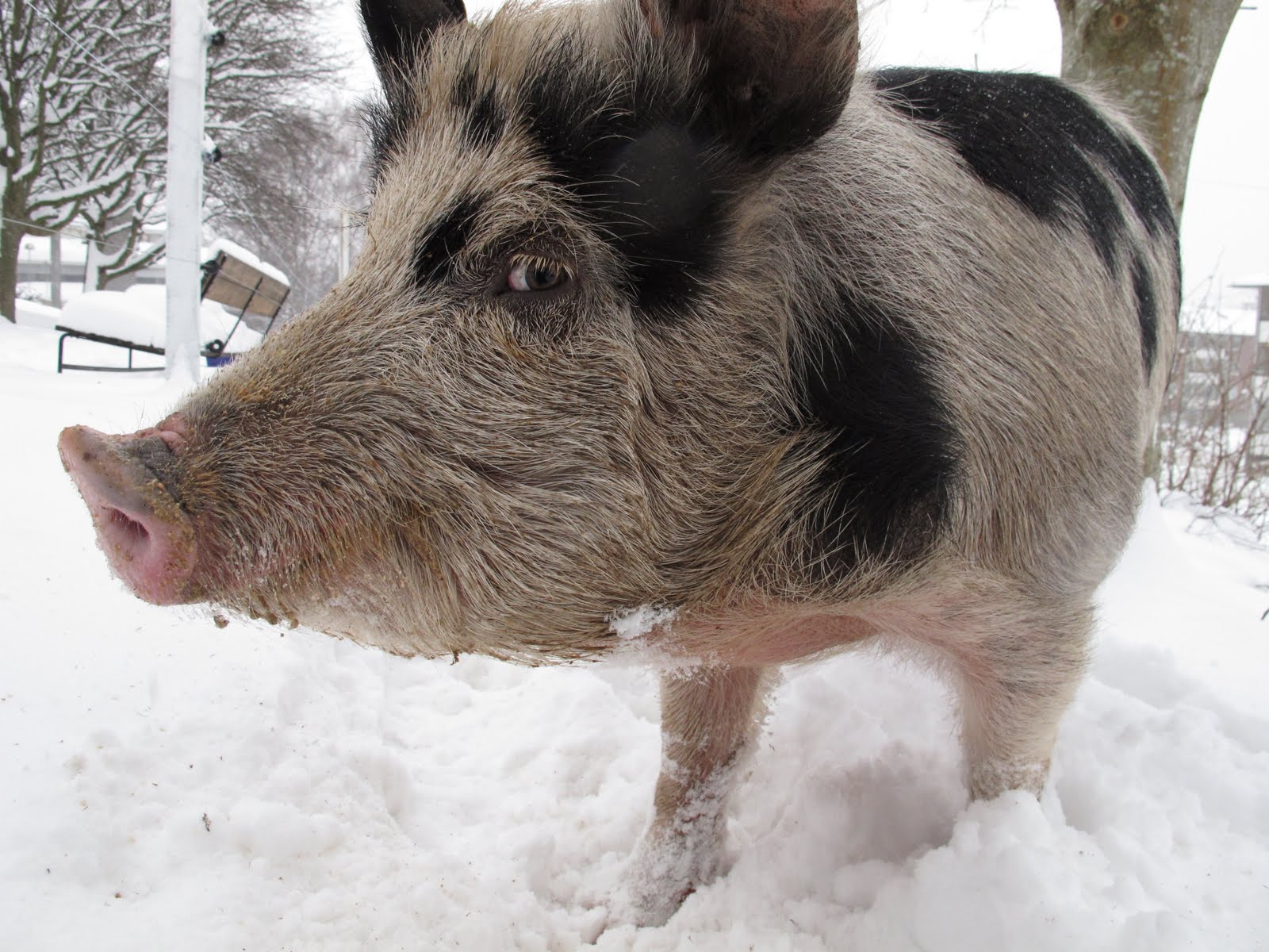 STADSJORD: Nytt år - nya grisar!