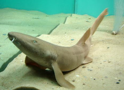 Mundo Animal: O tubarão lixa não ataca o homem