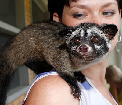 Mundo Animal: Funcionários de zoo na Sibéria cuidam de filhotes de ...