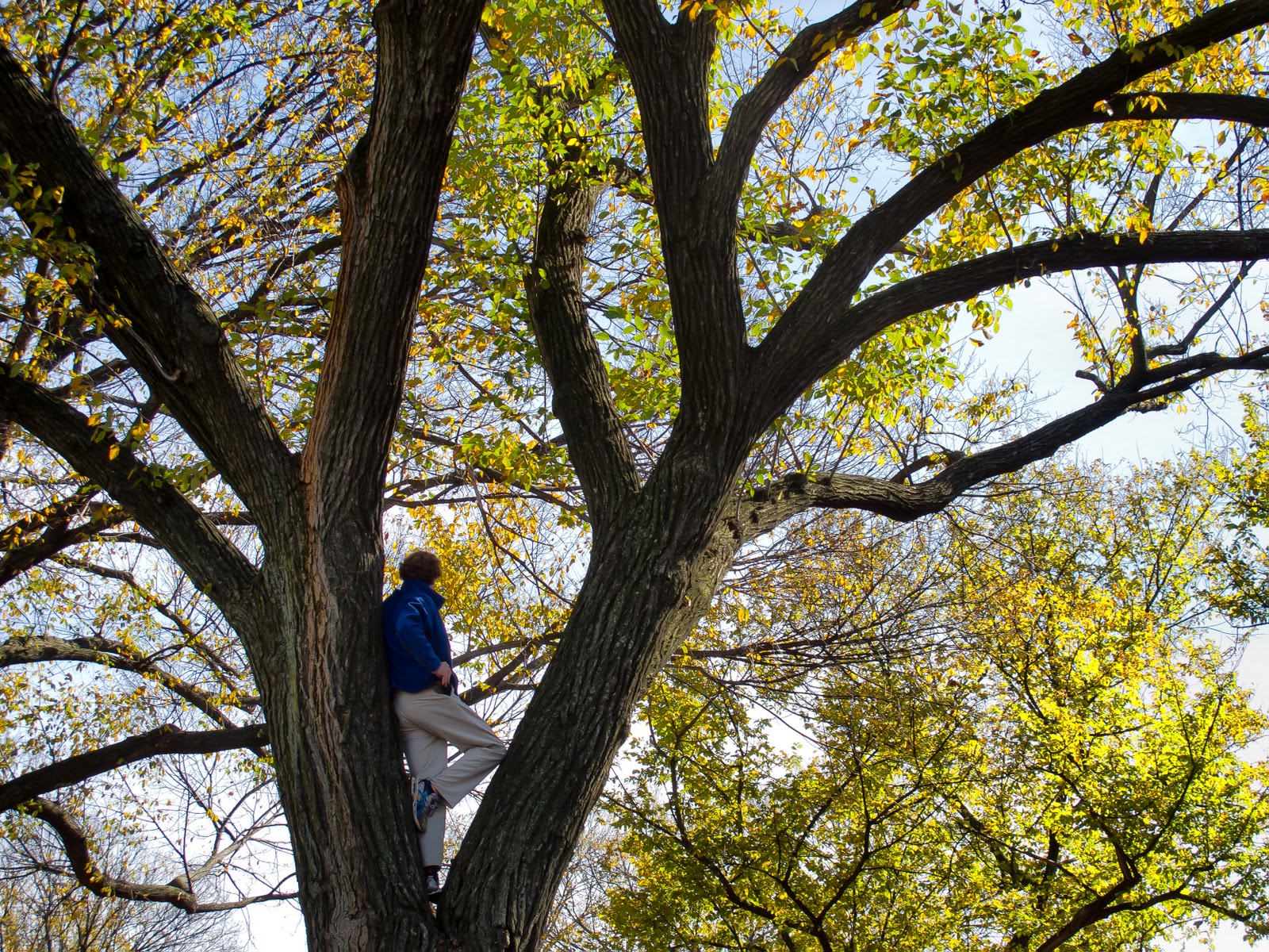 Scott Pond Studios: A Man in a Tree