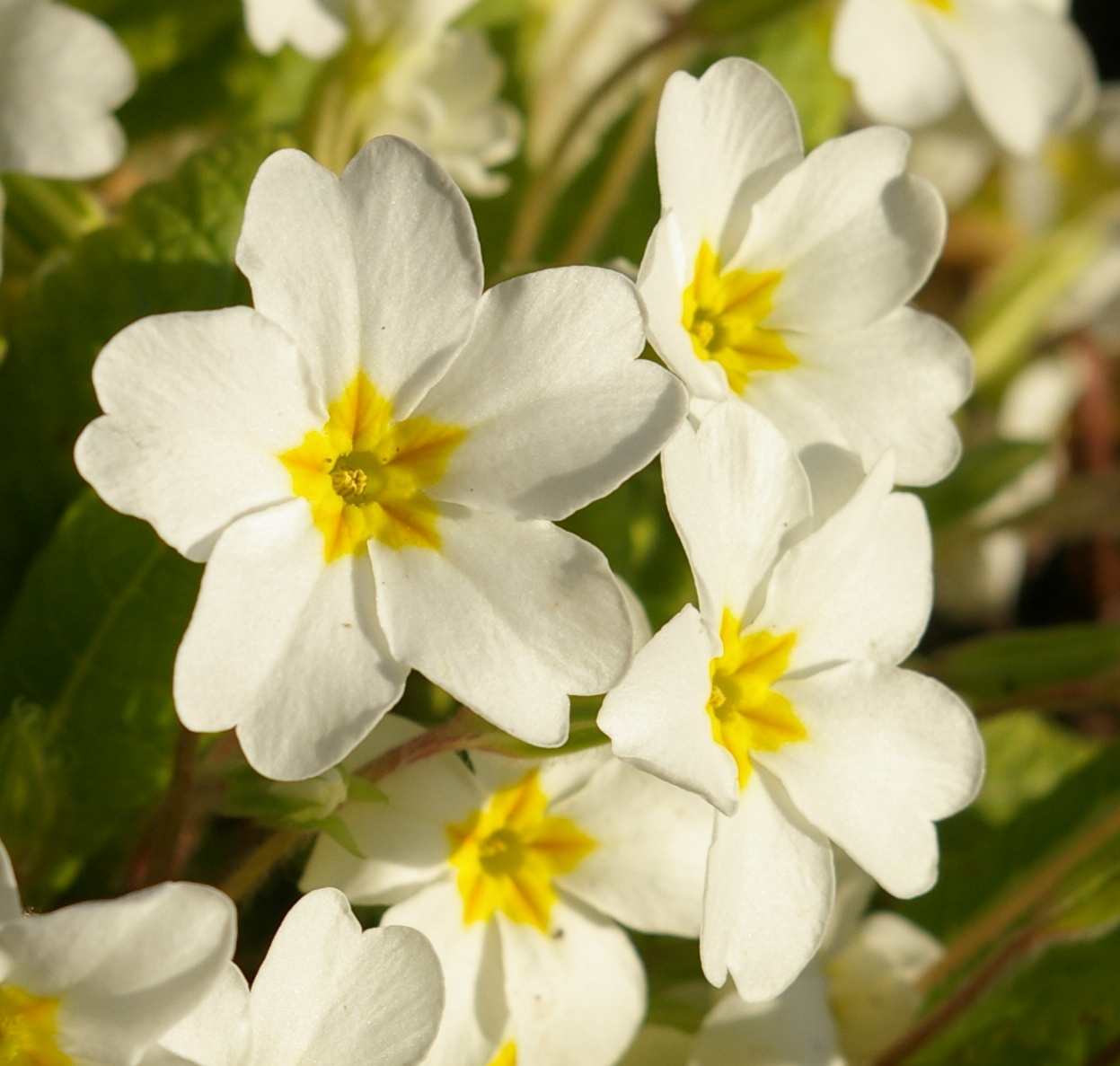 John Grimshaw's Garden Diary: Primula vulgaris subsp. sibthorpii